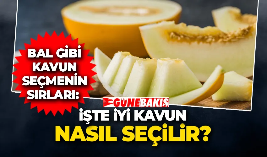 Bal gibi kavun seçmenin sırları: İşte iyi kavun nasıl seçilir? Bal gibi kavun seçmenin sırları: İşte iyi kavun nasıl seçilir?